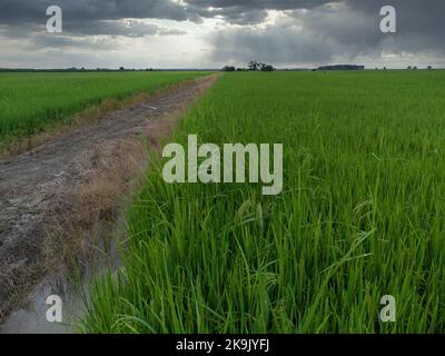 aerial daytime scene at the green paddy field farm Stock Photo - Alamy