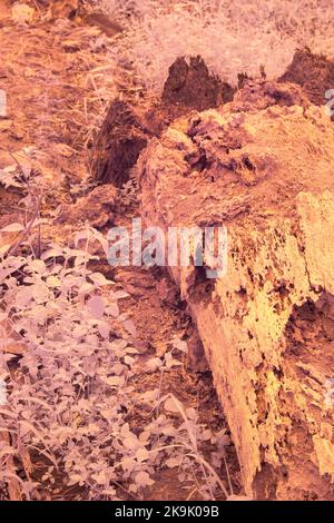 infrared image of the decompose tree trunk at the plantation Stock ...