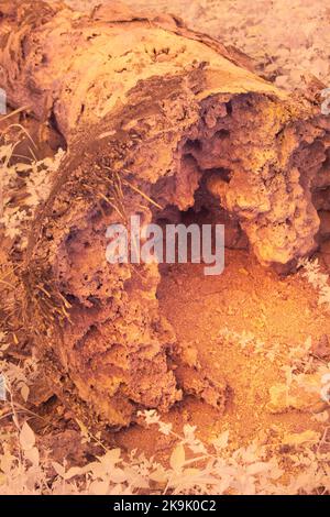 infrared image of the decompose tree trunk at the plantation Stock ...