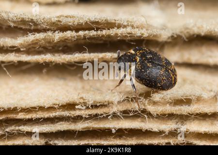 Museum beetle (Anthrenus museorum) on an old book Stock Photo - Alamy