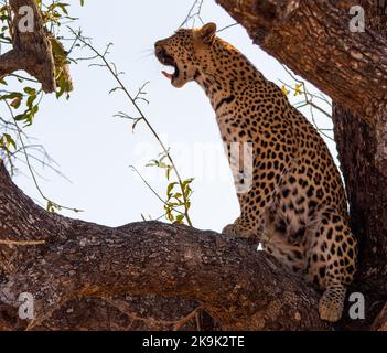 Yawning Leopard in a tree in the Okavango delta, Botswana Stock Photo ...