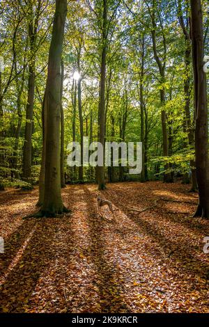 Deciduous woodland trees with whippet dog walking along a path in ...