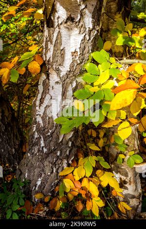 Silver Trunk of a British Beech Tree, (Fagus sylvatica) Seaton Park ...