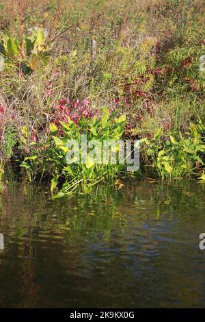 Grassy wilderness growing along the shoreline of the local pond Stock ...