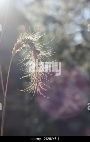 Common typical wheatgrass growing in the summer meadow in a black and ...