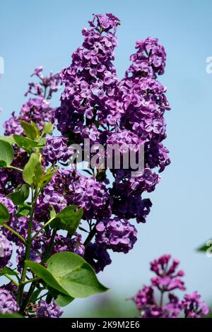 Lilac flowers spring blooming scene Stock Photo - Alamy