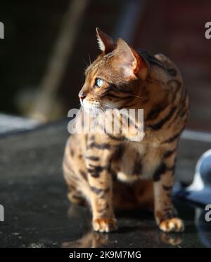 Busta and blitz bengal brothers Stock Photo - Alamy