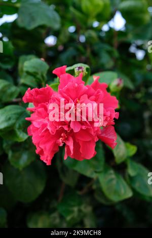 Tree and Flowers Greenery in ShaTin Park New Territories Hong Kong ...