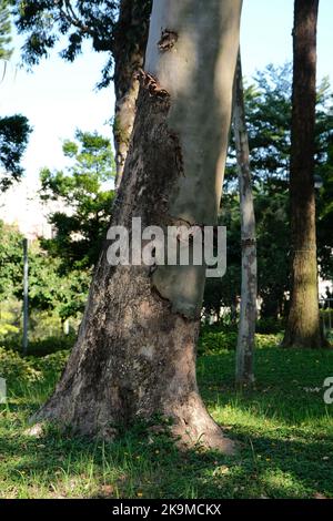 Tree and Flowers Greenery in ShaTin Park New Territories Hong Kong ...