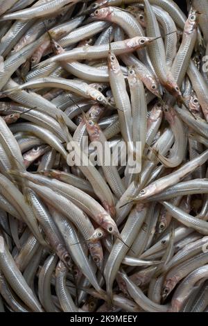 Small needlefish in the ocean Stock Photo - Alamy