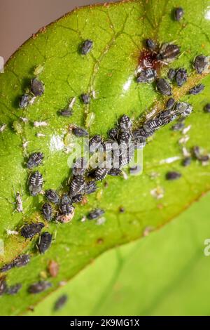 (Aphis armate) Grey stripped aphids feeding, Cape Town, South Africa ...