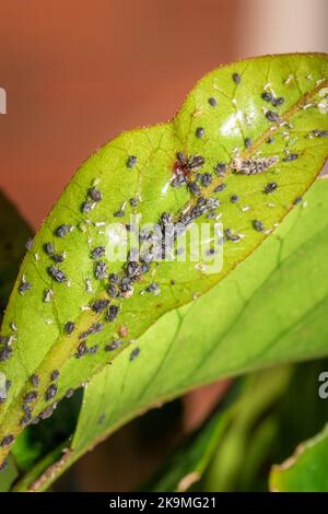 (Aphis armate) Grey stripped aphids feeding, Cape Town, South Africa ...