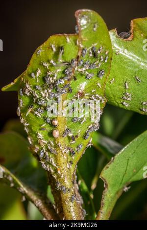 (Aphis armate) Grey stripped aphids feeding, Cape Town, South Africa ...