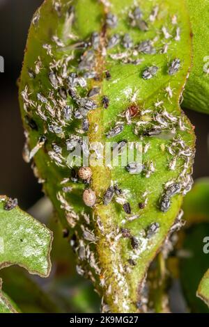 (Aphis armate) Grey stripped aphids feeding, Cape Town, South Africa ...