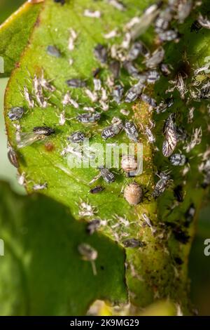 (Aphis armate) Grey stripped aphids feeding, Cape Town, South Africa ...