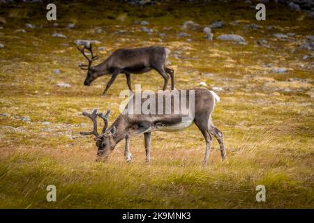 Couple of wild reindeer in the tundra of Knivskjellodden, Norway Stock ...