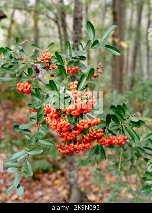firethorn or pyracantha, genus Pyracantha Stock Photo - Alamy