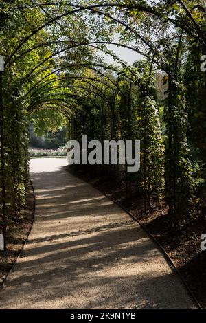 Tree covered,Sunlight,trees,Tunnel,Arched,over,canopy,treeline,country ...