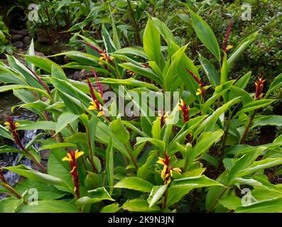 Summer flowering ginger plant Cautleya spicata Crug Canary in UK garden ...