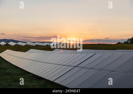 Sun setting behind solar panels in a sunflower field in summer Stock ...