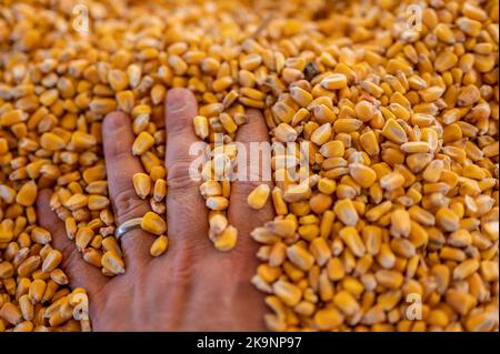 Hand buried and entrapped in the top layer of corn in a grain storage ...