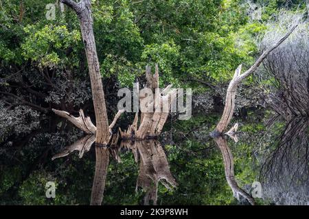 Dead tree trunks standing in the river. Amazonas, Brazil Stock Photo ...