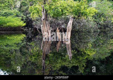 Dead tree trunks standing in the river. Amazonas, Brazil Stock Photo ...