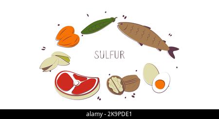 Sulfur-containing food. Groups of healthy products containing vitamins ...
