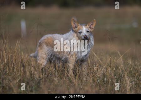 A ginger wire haired dog in a field Stock Photo - Alamy