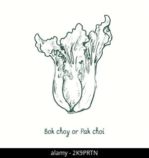 Cabbage. Ink black and white doodle drawing in woodcut style Stock ...