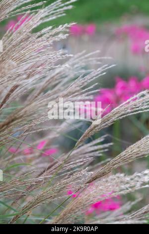 Stunning ornamental grasses, photographed at the RHS Wisley garden ...
