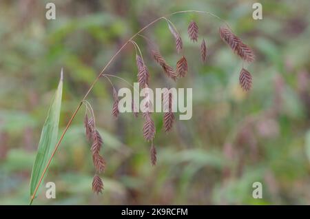 Wild oats seedheads Stock Photo - Alamy