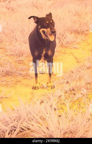 infrared image of loitering stray dog in the by plantation field Stock ...