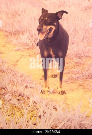 infrared image of loitering stray dog in the by plantation field Stock ...