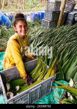 Aloe Vera, fresh aloe vera leaf in farm garden natural background sun ...