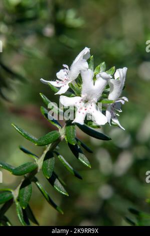 Coastal Rosemary (Westringia fruticosa), blooming Stock Photo - Alamy