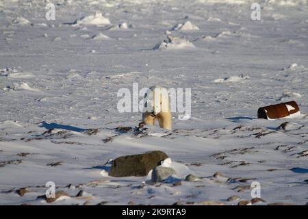 A polar bear eating seaweed on an overcast day near Churchill, Manitoba ...