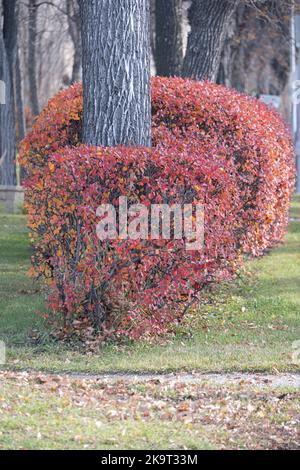 Garden Hedges in public park with leaves changing colors Stock Photo ...