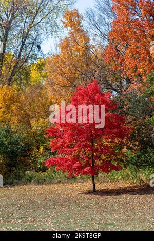Maple leaves frame area for copy space Stock Photo - Alamy
