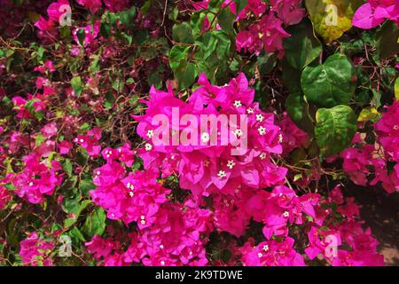 Some flowers in the street cafe in Senegal Stock Photo - Alamy