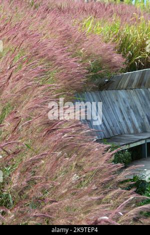 Fully bloomed pink reed field in Da Lat in Vietnam Stock Photo - Alamy