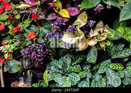 A variety of indoor house plants bunched up close together sit just ...