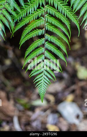 A ponga fern frond points downward in front of the ground Stock Photo ...