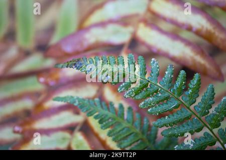 Royal fern (Osmunda regalis) and narrow buckler fern (Dryopteris ...