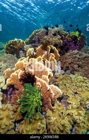 Intact stony coral reef with corals of different species, many, small coral fish, Lake Sawu ...
