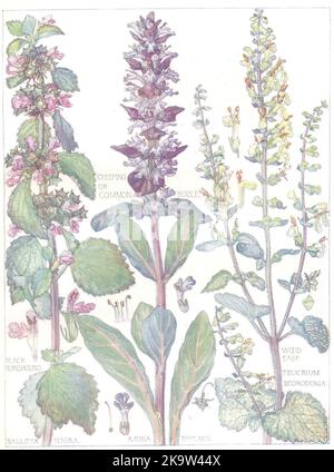 FLOWERS. Dead-Nettle Family. Labiatae. White Dead Nettle 1907 old print ...