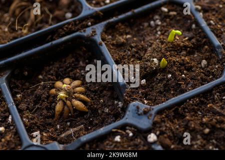 Ranunculus asiaticus or persian buttercup. Sprouting ranunculus corms ...