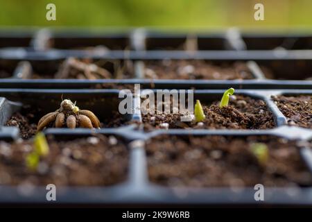 Ranunculus asiaticus or persian buttercup. Sprouting ranunculus corms ...