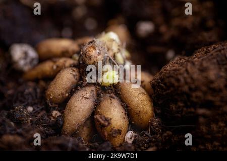 Ranunculus asiaticus or persian buttercup. Sprouting ranunculus corms ...