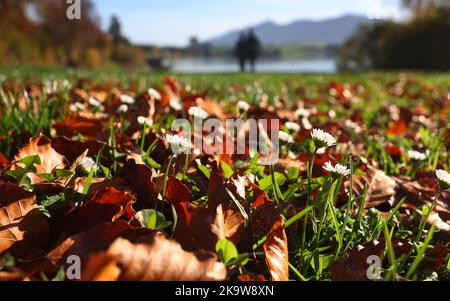 Rieden, Germany. 30th Oct, 2022. A stand up paddler glides in the ...